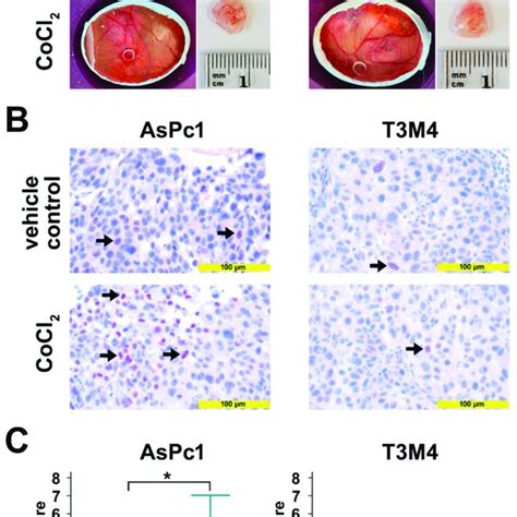 Avian Xenografts Model A The Three Dimensional Growth Of AsPc1 Cells Download Scientific