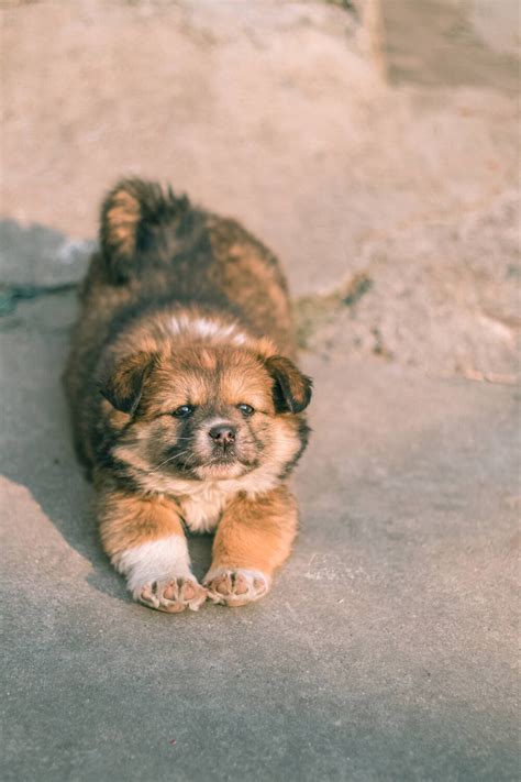 中华田园犬 堆糖美图壁纸兴趣社区