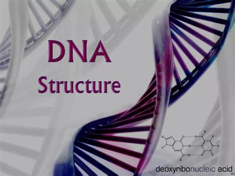 PPT DNA Structure PowerPoint Presentation Free Download ID 144019