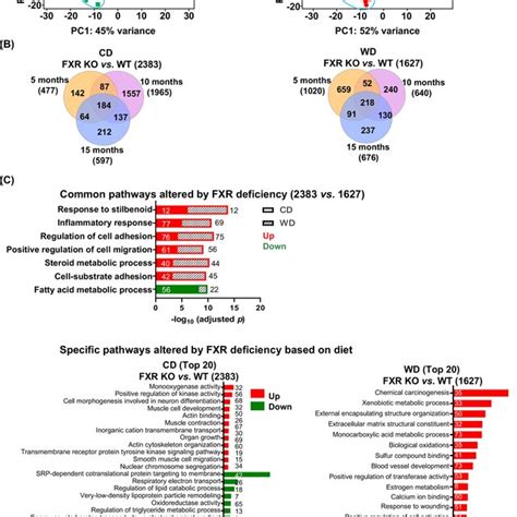 The Effects Of Fxr Ko On Hepatic Transcriptomes A Principal Component Download Scientific