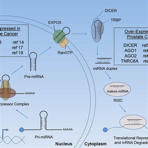 Mirna Biogenesis Schematic Representation Of Mirna Biogenesis