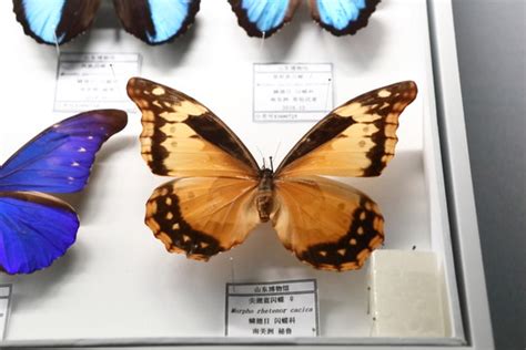 闪蝶标本图片素材 闪蝶标本设计素材 闪蝶标本摄影作品 闪蝶标本源文件下载 闪蝶标本图片素材下载 闪蝶标本背景素材 闪蝶标本模板下载 搜索中心