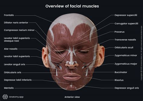 Overview Of Facial Muscles Anterior View Anatomyapp