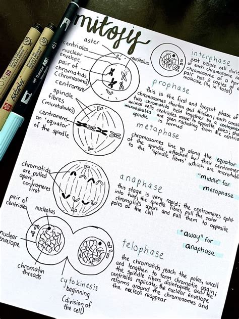Discover The Beauty Of Mitosis In Biology