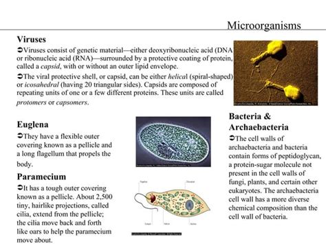 Integumnetary System Ppt