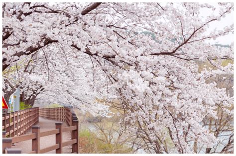 합천 벚꽃 명소 모음 백리벚꽃길 합천 영상 테마파크 네이버 블로그