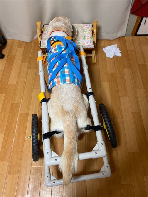 雨の日の車椅子 シニア犬りりと婆婆婆 三ババ 日記