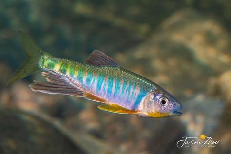用户照片 Zacco platypus 宽鳍鱲 喵潜AI鱼类辨识 FISH ID 你的在线鱼书