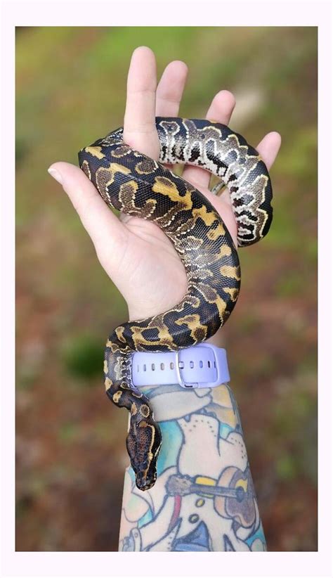 This Girl Has Arrived Ball Puthon X Sumatran Python Rreptiles