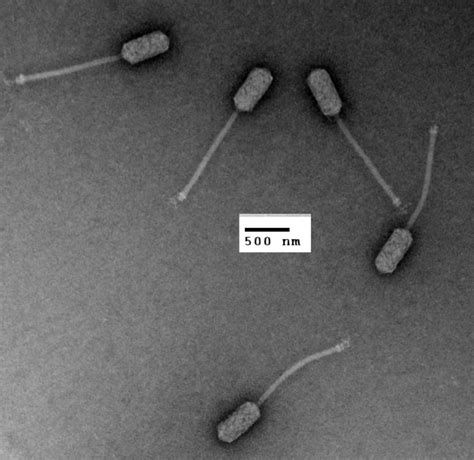 Phylogenetic Analysis Of A Large Subunit Terminase Proteins And B
