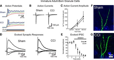 Immature Granule Cells Born After Tbi Are Excitable And Integrated Into Download Scientific