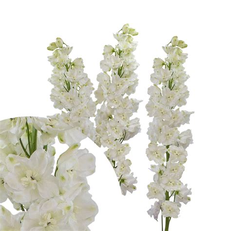 Delph Ariel Triton White