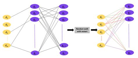 Our Goal Is To Combine A Generic Gene Based Bipartite Graph With The Download Scientific