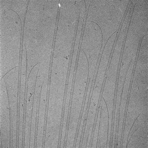Histogram Of Radii Of Curvature Of Microtubule Tips Read Off Electron