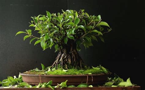 Ficus Bonsai Trees Bonsai Tree Gardener