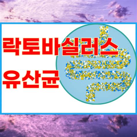 락토바실러스 유산균 인체에 어떤 영향 네이버 블로그