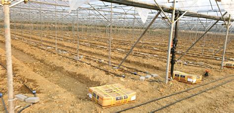 서비네 포도나무 심는날 보령에 동생이 운영하는 농장 샤인머스켓 지베렐린 Ga처리기 샤인머스켓 지베렐린 처리기침지기 Band