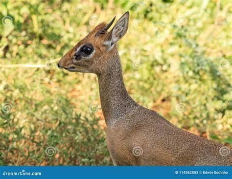 A Kirk`s Dik Dik Up Close Stock Image Image Of Kirks 114562803