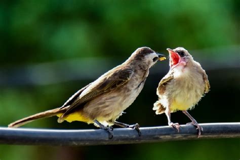 Chim Hoành Hoạch Đặc điểm phân loại và cách nuôi