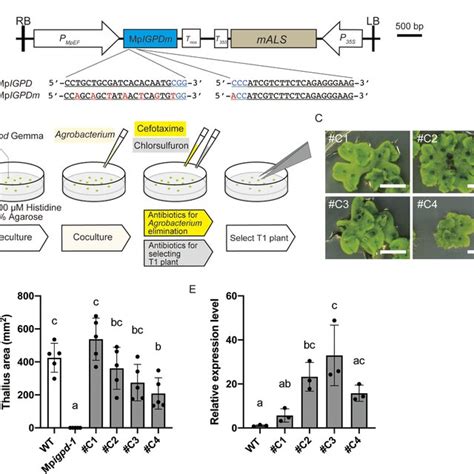 Design And Pre Evaluation Of Sgrnas For Crispr Cas9 Mediated Targeting Download Scientific