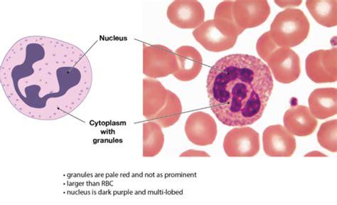 Wbc Microscope Slides Flashcards Quizlet