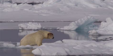 세계자연기금 북극곰의 날 맞아 영상·사진 공개 기후위기 심각성 강조