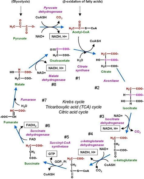 Krebs Cycle Microbiology Notes