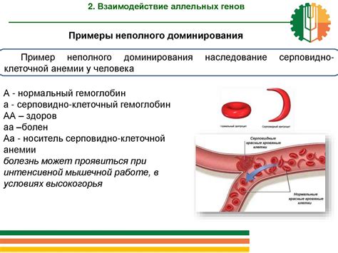 Наследование признаков при взаимодействии генов презентация онлайн
