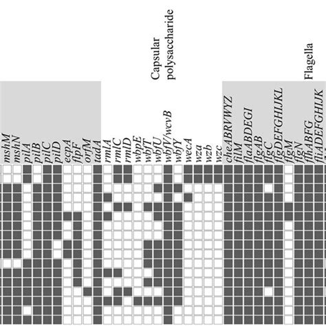 whole genome multilocus sequence typing based phylogeny of 17 vibrio