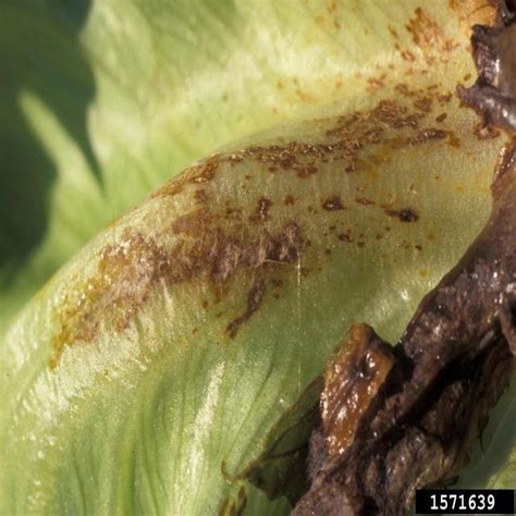 Lettuce Disease Detection Object Detection Dataset V1 2023 06 16 2 14pm By University