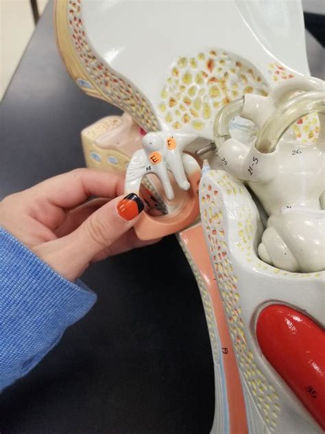 A P Test Ear Diagram Quizlet