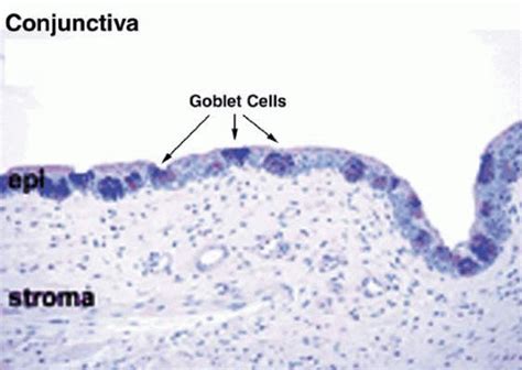 The Conjunctiva Structure And Function Ento Key