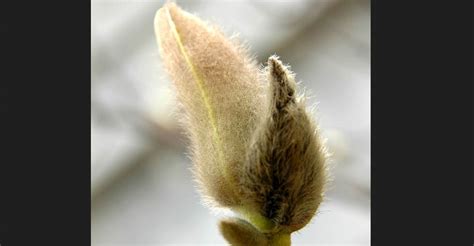 약재로 쓰는 목련 꽃봉오리는 여기에 좋습니다 광주 교육 신문 Gwangju Education