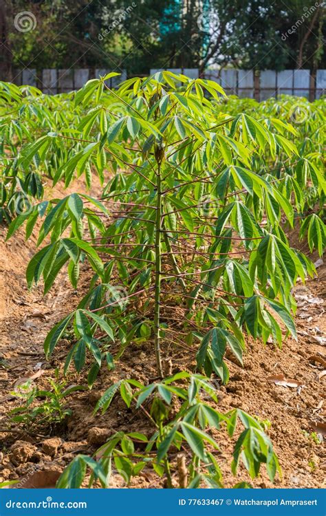 Kassava Fotografering För Bildbyråer Bild Av Kantjustering 77633467