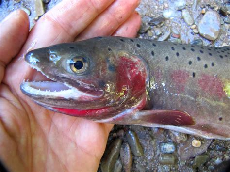 Cutthroat Trout Definition At Lucy Via Blog