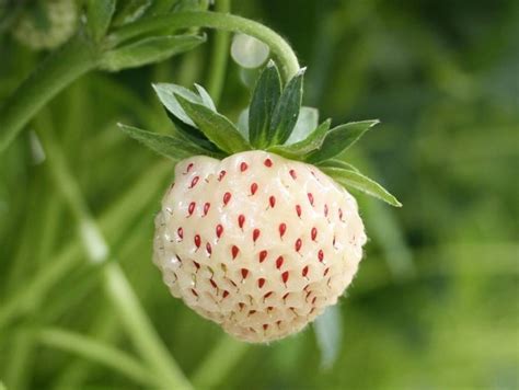 파인베리 파인애플 맛 나는 하얀 딸기 네이버 블로그