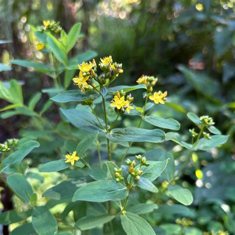 Hypericum Punctatum Dragonfly Natives
