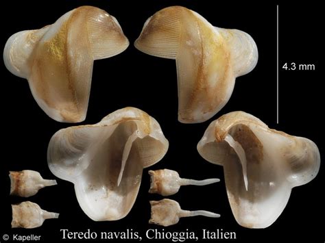 Teredo Bivalve
