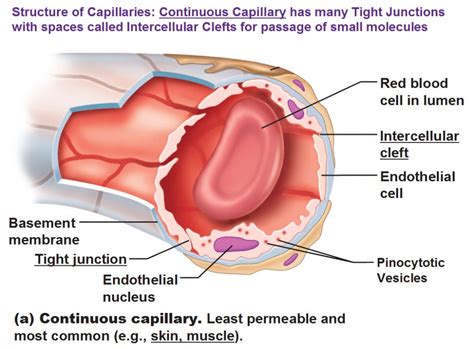 Capillaries Blood And The Cardiovascular System