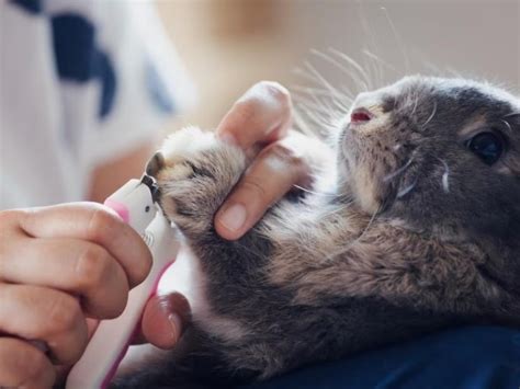 Rabbit Nail Trimming Guide Tips And Tricks For An Easy Experience