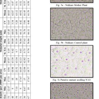 Variability In Stomatal Density Stomatal Length And Width Induced In Download Scientific