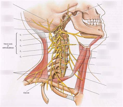 Cervical Plexus With Surrounding Anatomy Diagram Quizlet