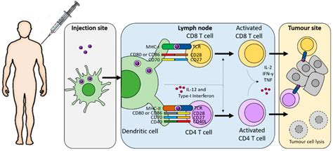 The Tumour Antigen Presentation Process Induced Upon Vaccination The Download Scientific