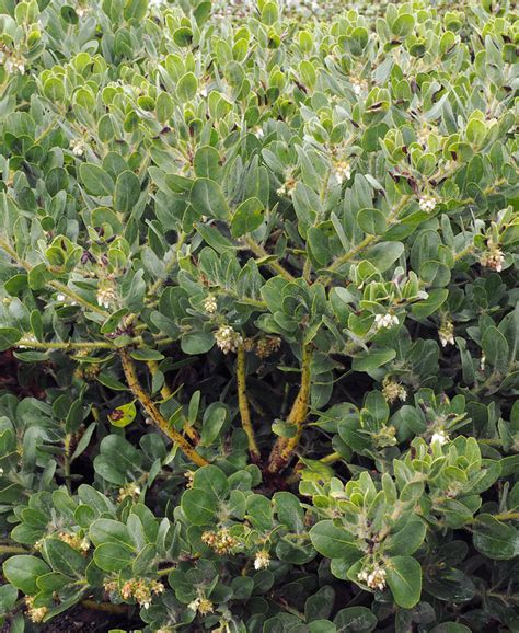 Manzanita Arctostaphylos Tomentosa Ssp Daciticola A X Media