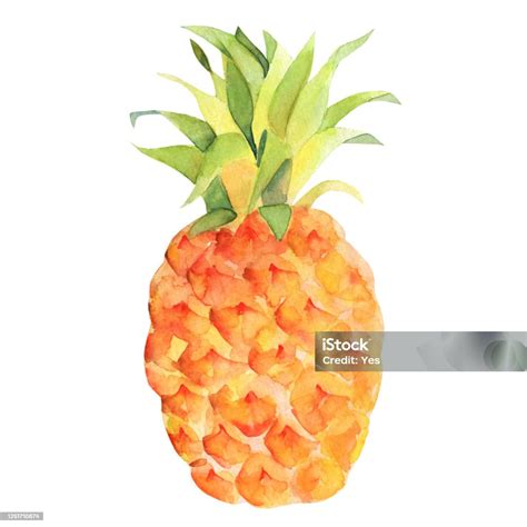 수채화 전체 파인애플 예술 디자인 흰색 배경에 손으로 그린 고립 된 그림 0명에 대한 스톡 벡터 아트 및 기타 이미지 0명 건강한 생활방식 과일 Istock