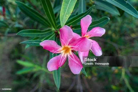 핑크 네리움 올레 안데르 꽃 구어체로 장미 월계수 또는 로마 월계관으로 알려진 정원에서 Apocynaceae 가족의 아름다운 여름의 0명에 대한 스톡 사진 및 기타 이미지