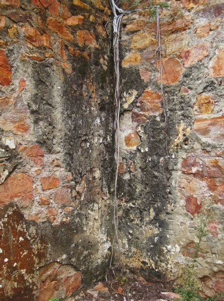 Exposed Tree Roots Growing Down Free Stock Photo Public Domain Pictures