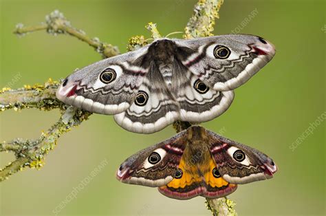 Small Emperor Moth Male And Female Stock Image C040 6317 Science Photo Library