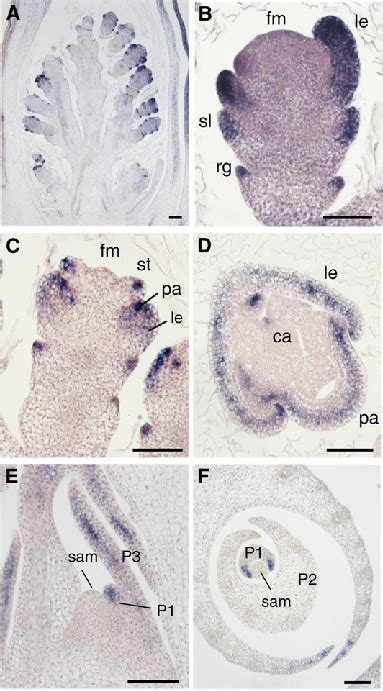 Temporal And Spatial Expression Pattern Of Tob1 During Flower And Leaf