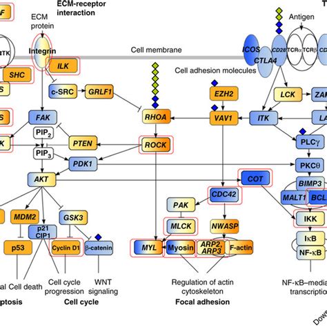 Pathway Model Of Aitl Mutation Profiles Gene Expression Data Ipa Download Scientific Diagram